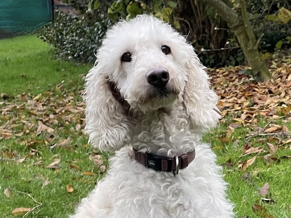 Unsere Notfelle – ProRetriever e.V.