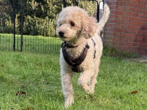 Unsere Notfelle – ProRetriever e.V.