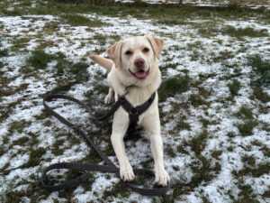 Unsere Notfelle – ProRetriever e.V.