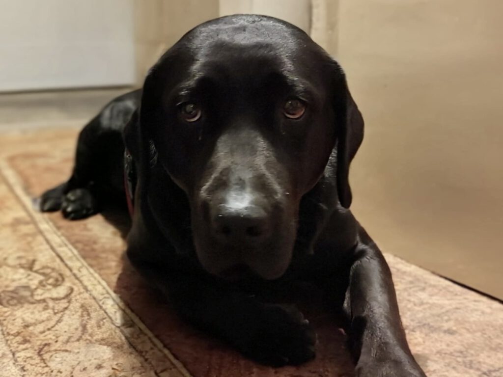 Unsere Notfelle – ProRetriever e.V.