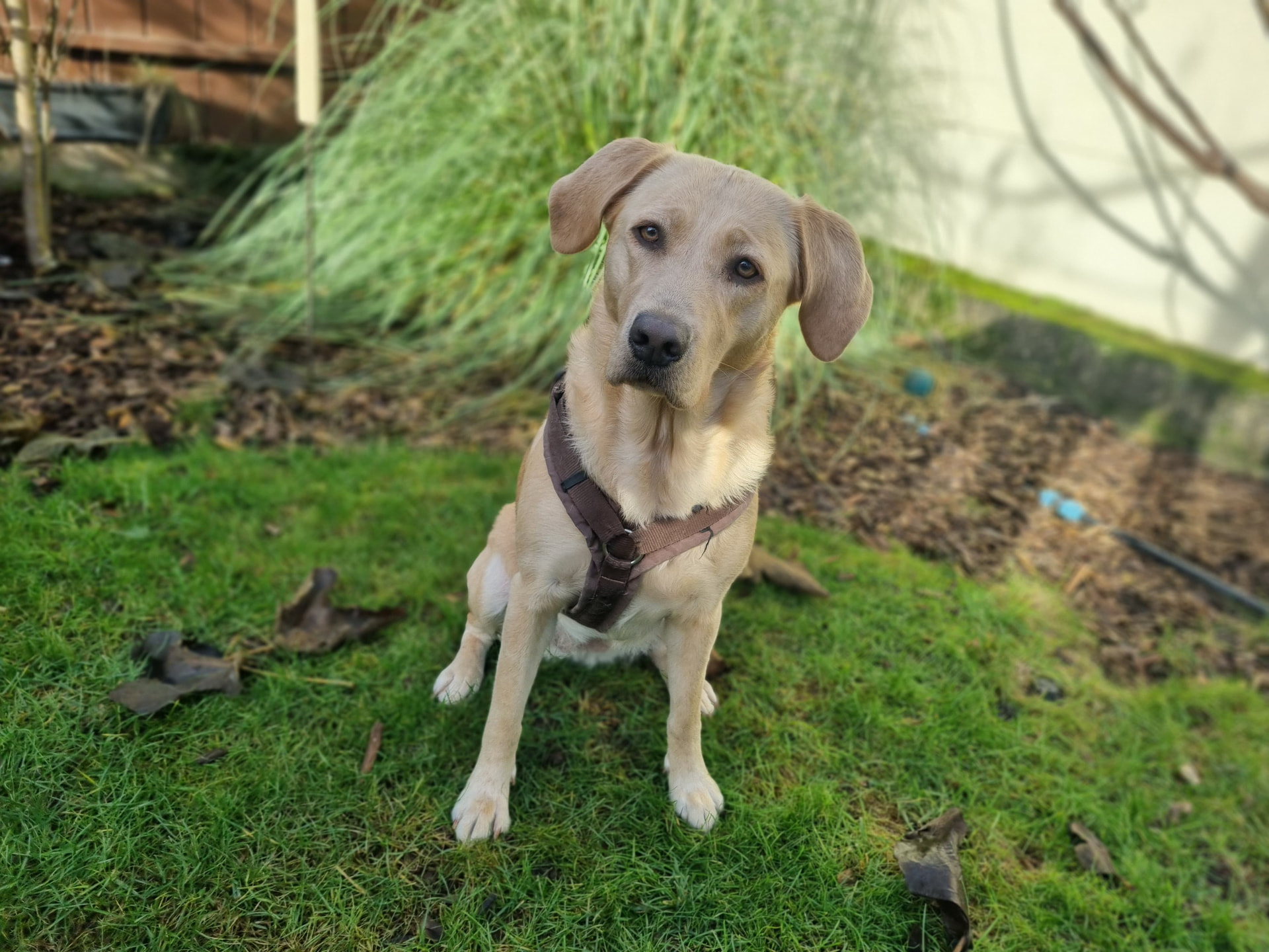 Unsere Notfelle – ProRetriever e.V.